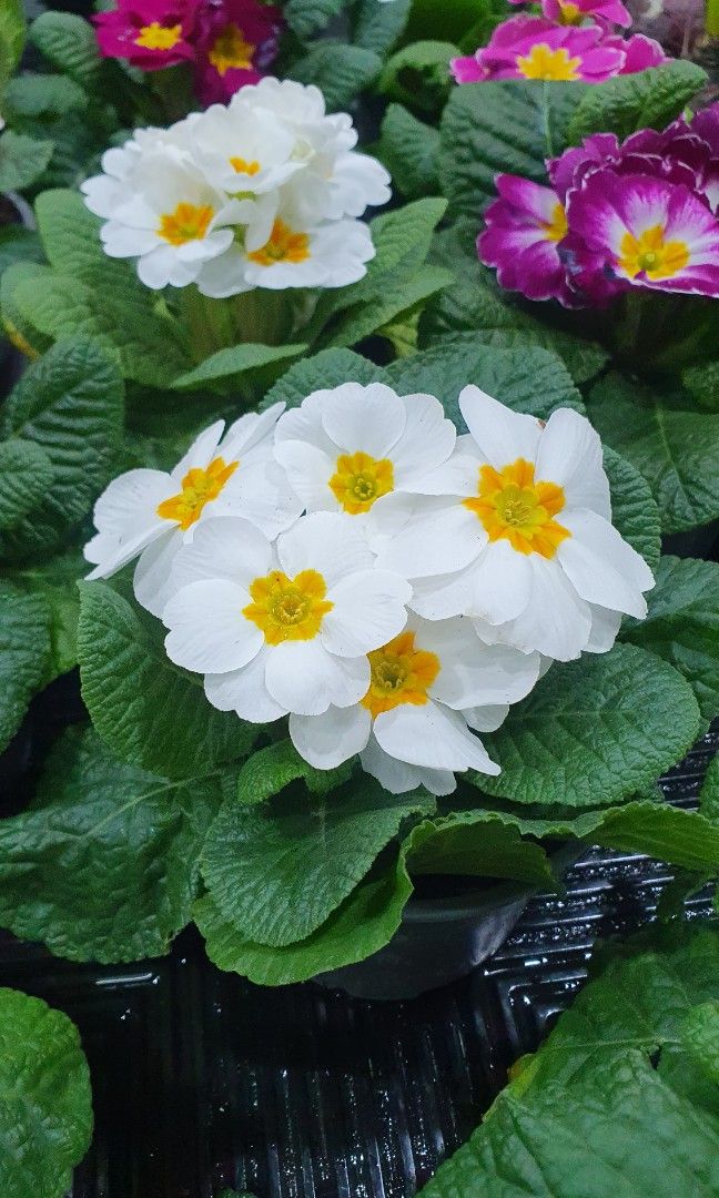 Holland Primula (Acaulis Grp) 'Paradiso Mid-Early' (10cm pot ...