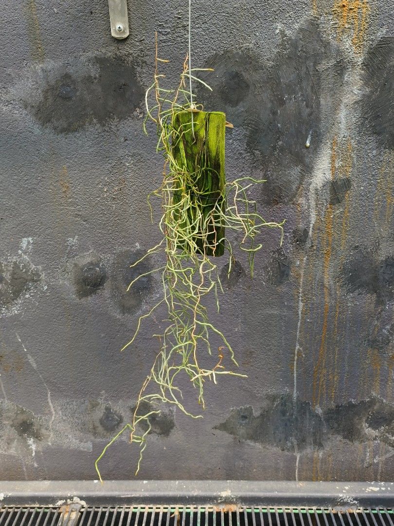 Microcoelia cornuta, Furniture & Home Living, Gardening, Plants & Seeds ...