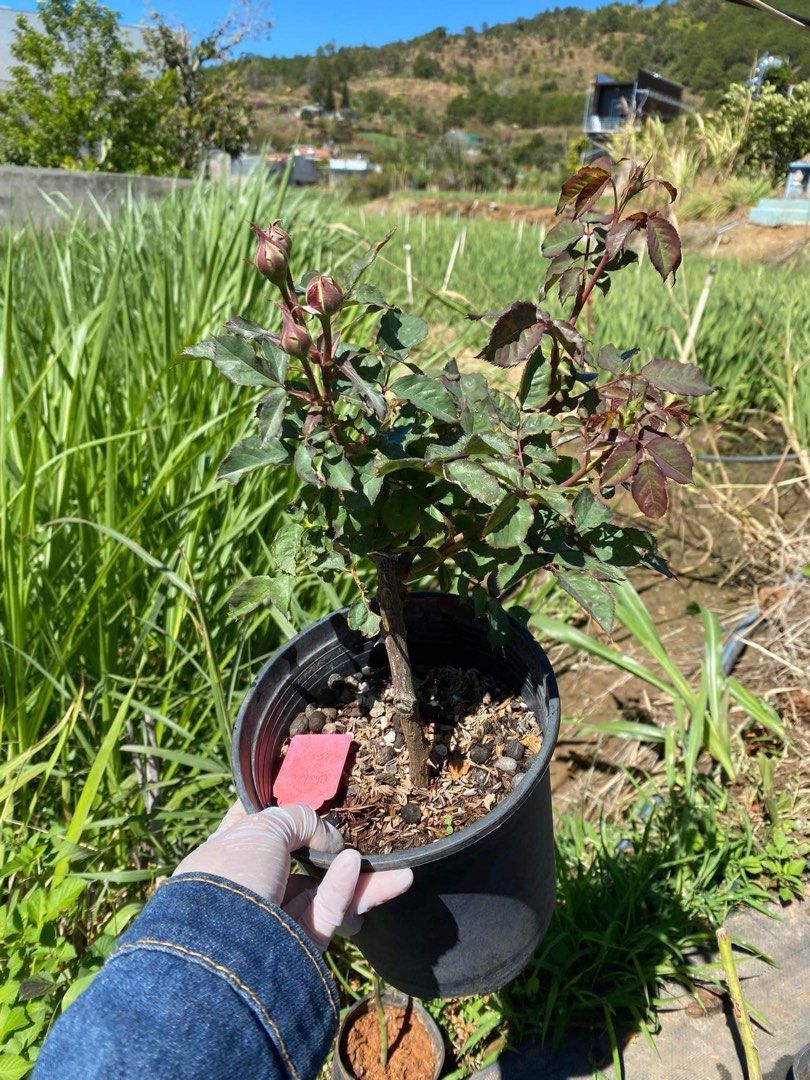 Rose Plant, Furniture & Home Living, Gardening, Plants & Seeds on Carousell