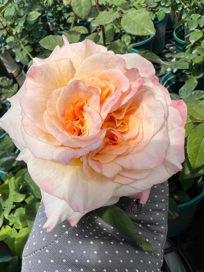 Rose Plant, Furniture & Home Living, Gardening, Plants & Seeds on Carousell