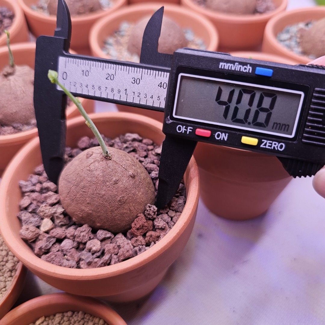 Stephania Erecta Caudex plant for sale (New stock), Furniture & Home ...