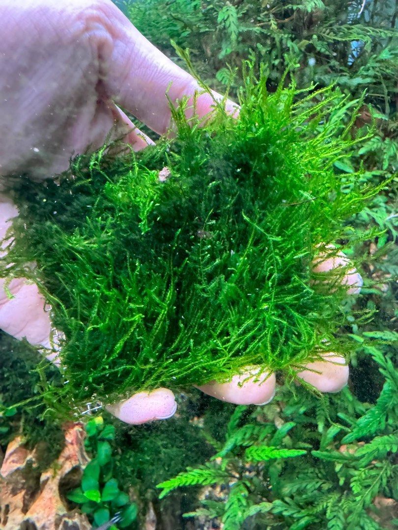 Aquarium Live Aquatic Moss Assorted Moss Mesh (7x7cm), Pet Supplies ...