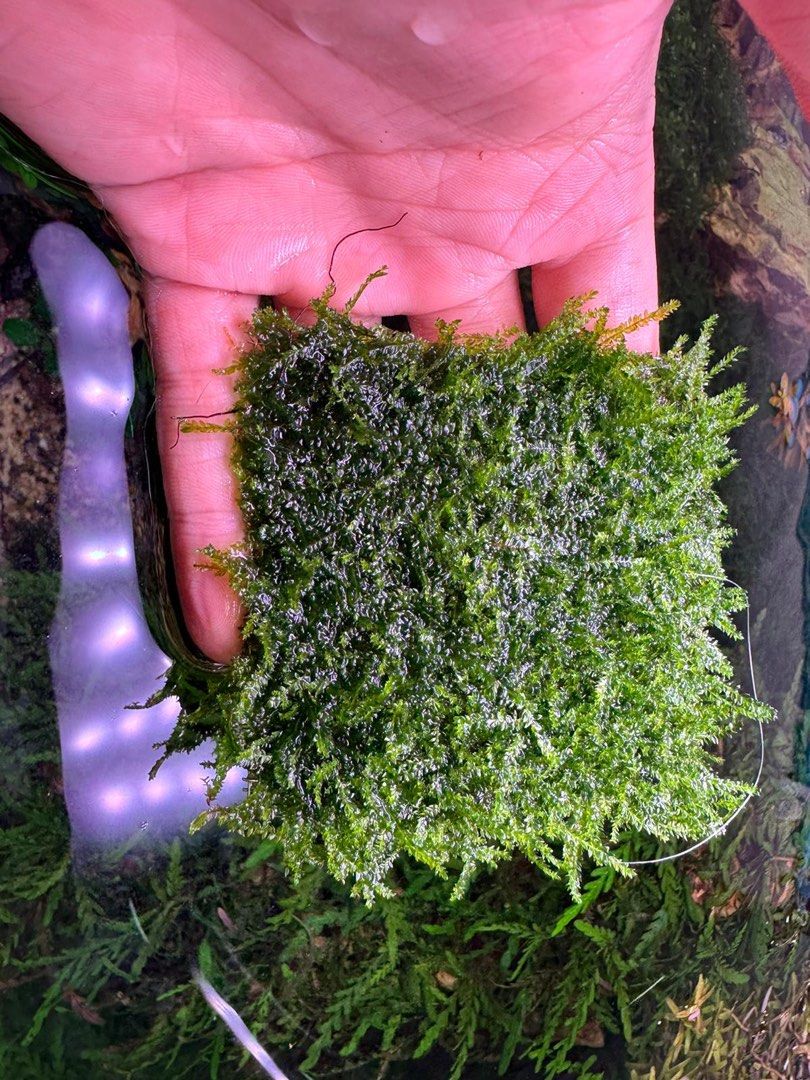 Aquarium Live Aquatic Moss Assorted Moss Mesh (7x7cm), Pet Supplies ...