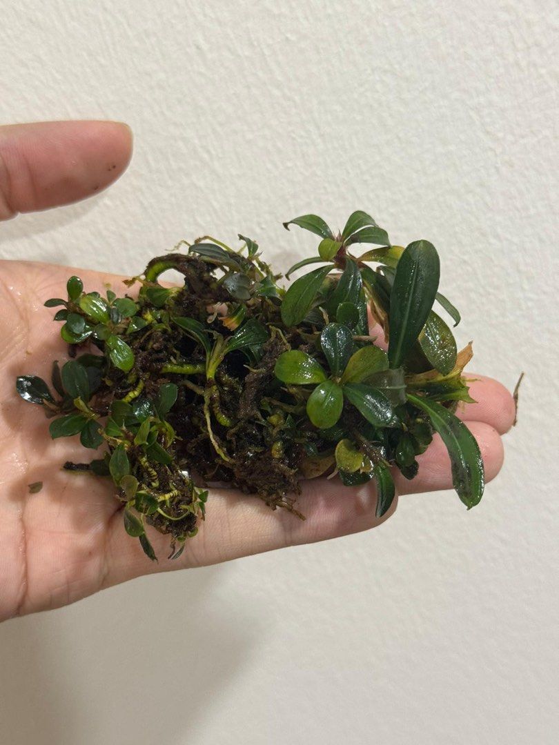 Bucephalandra (Buce) - Aquarium Live Plant Bucep, Pet Supplies, Homes ...