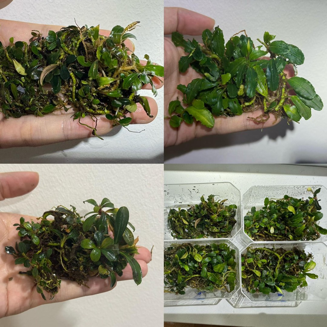 Bucephalandra (Buce) - Aquarium Live Plant Bucep, Pet Supplies, Homes ...