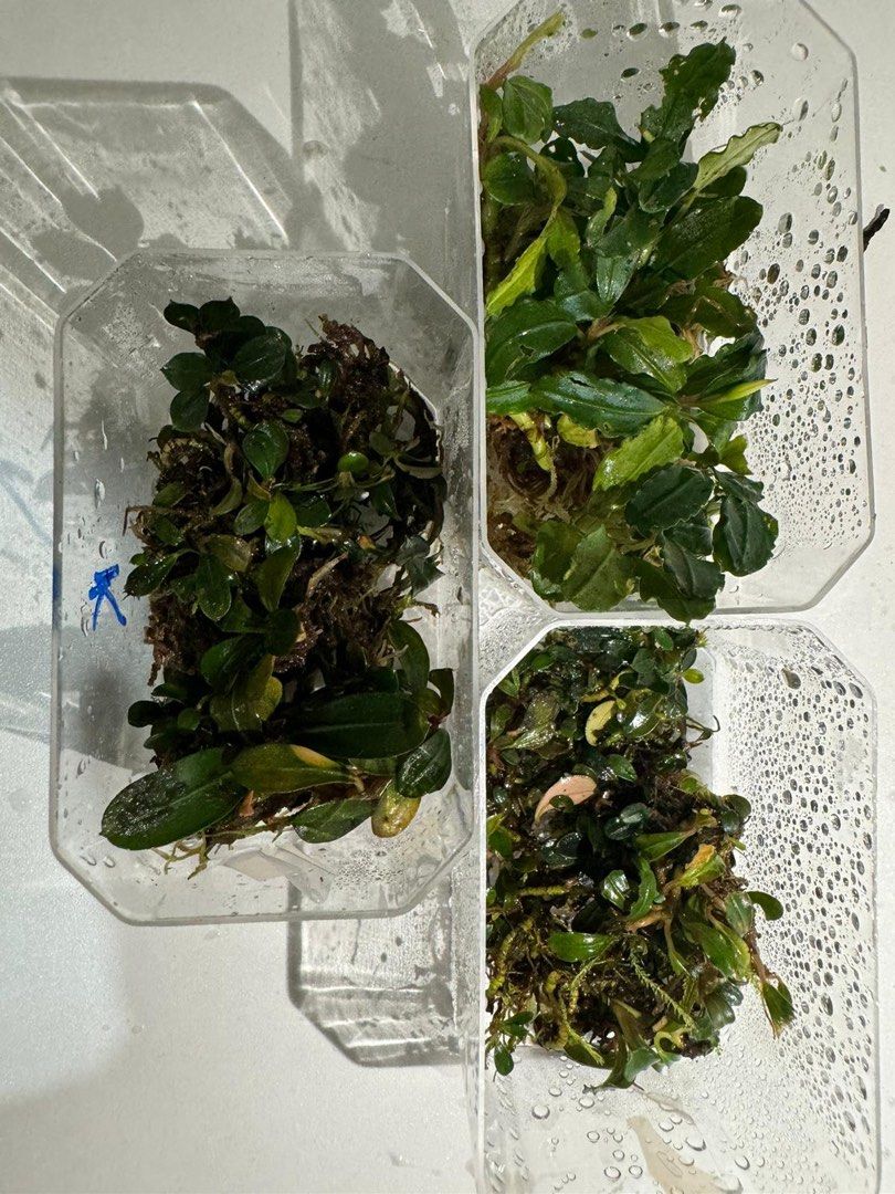Bucephalandra (Buce) - Aquarium Live Plant Bucep, Pet Supplies, Homes ...