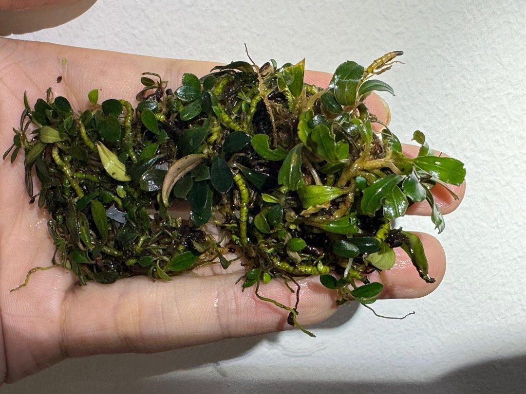 Bucephalandra (Buce) - Aquarium Live Plant Bucep, Pet Supplies, Homes ...