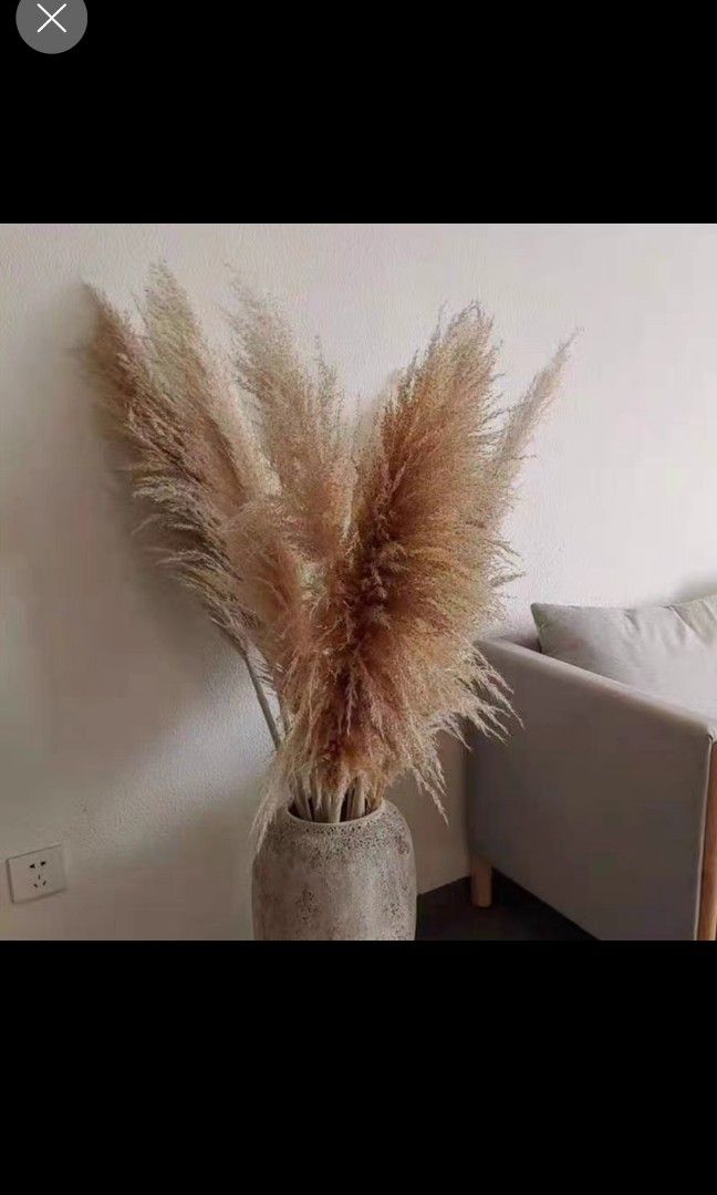 Dried Pampas Grass Stalks, Furniture & Home Living, Home Decor ...