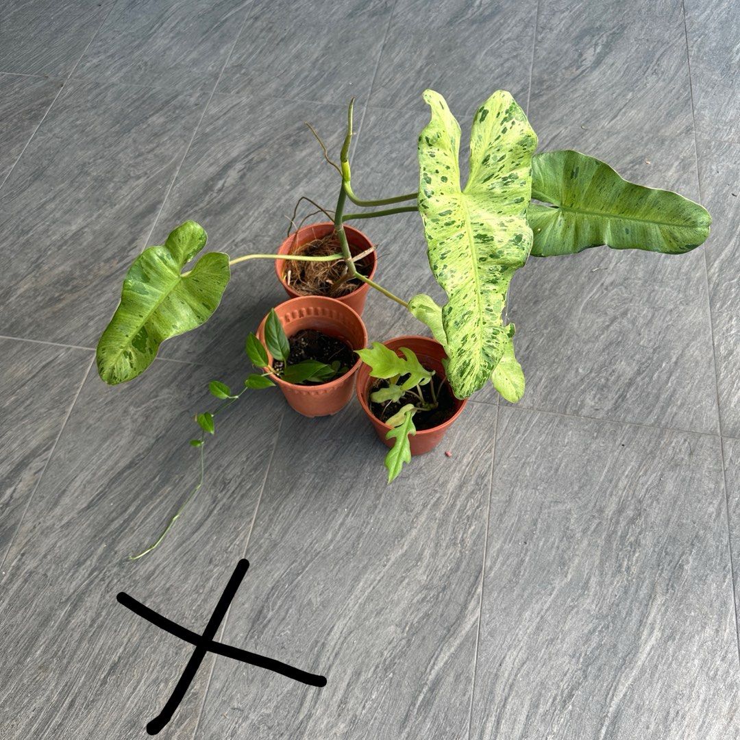 Free Philodendron Mayoi, Furniture & Home Living, Gardening, Plants ...