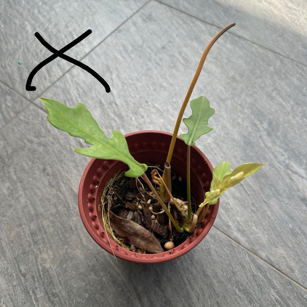 Free Philodendron Mayoi, Furniture & Home Living, Gardening, Plants ...