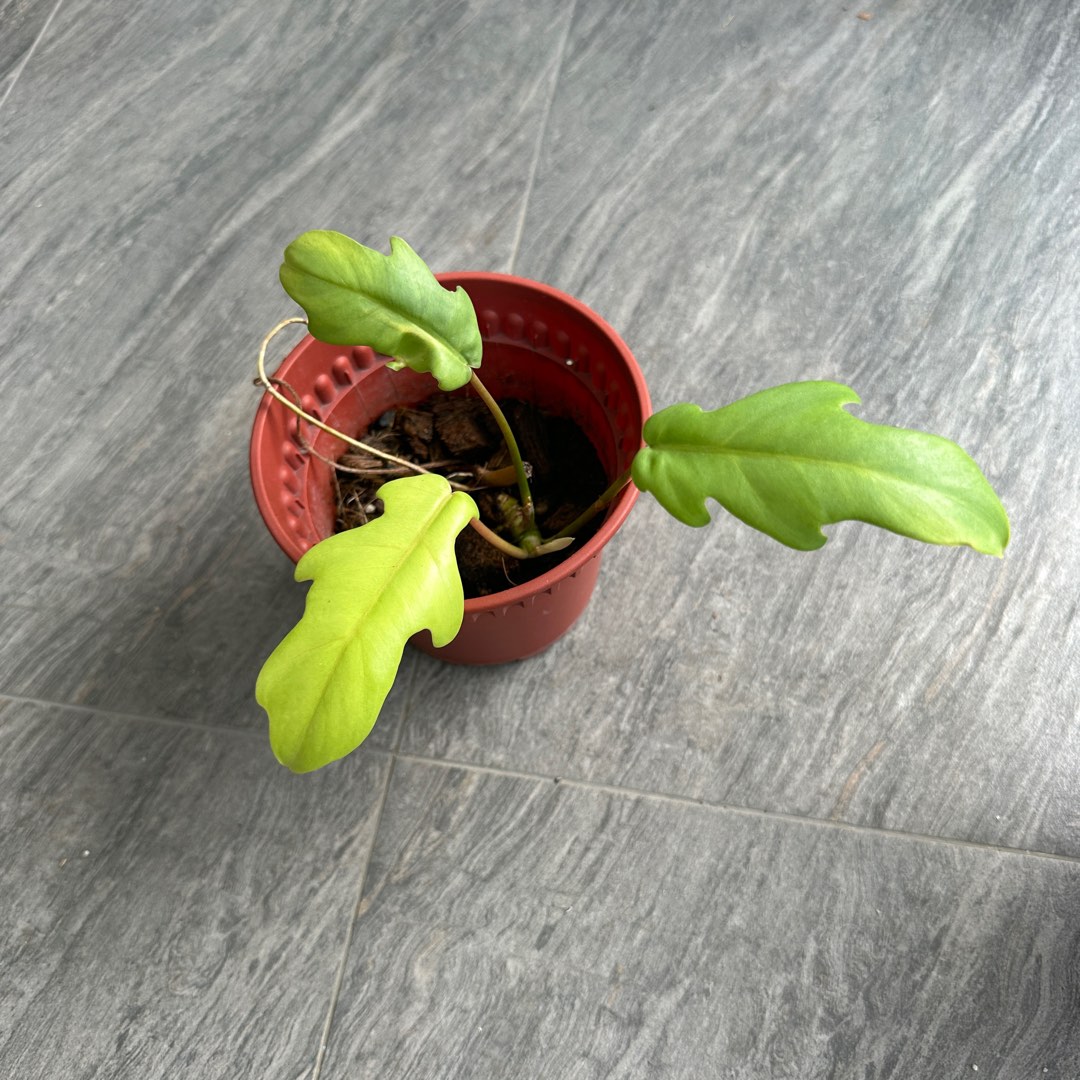 Free Philodendron Mayoi, Furniture & Home Living, Gardening, Plants ...
