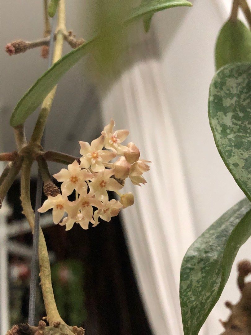 Hoya Rangsan, Furniture & Home Living, Gardening, Plants & Seeds on ...