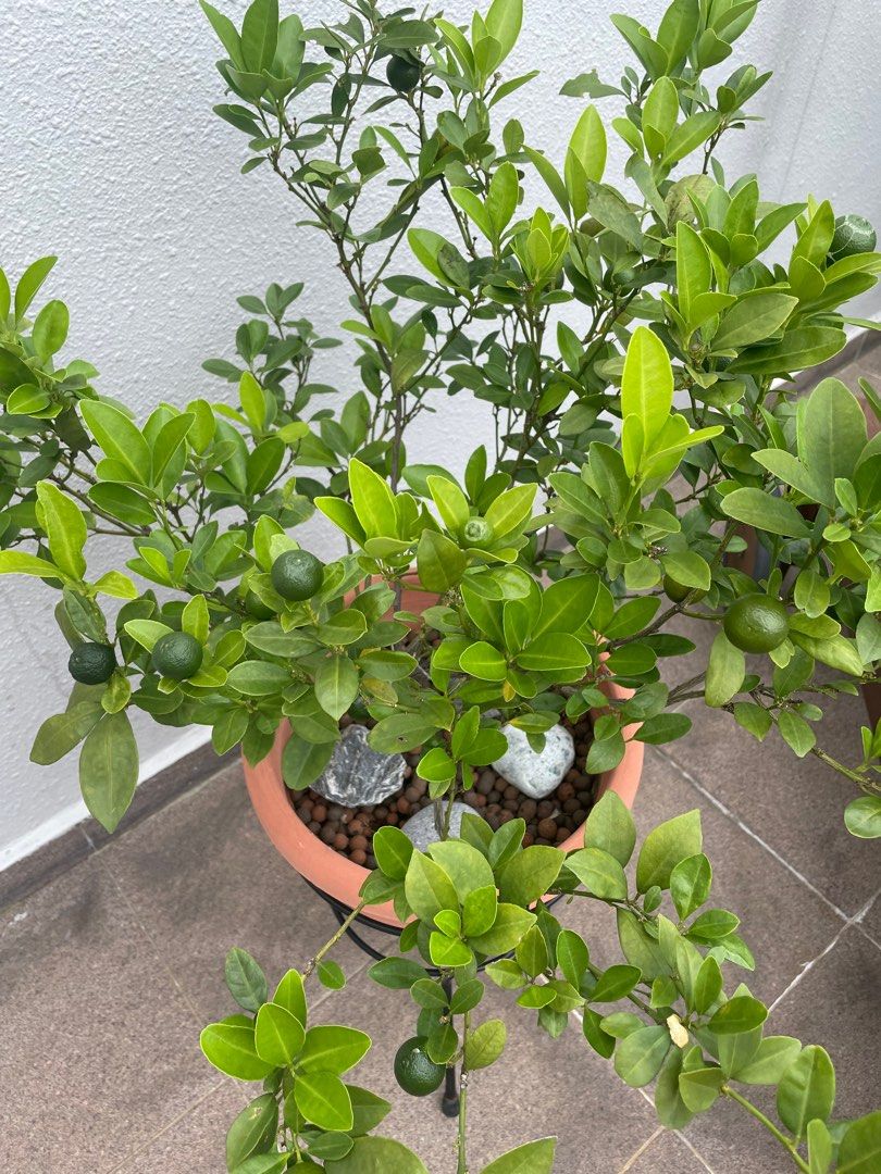 Lime plant with its pot and iron pot stand, Furniture & Home Living ...