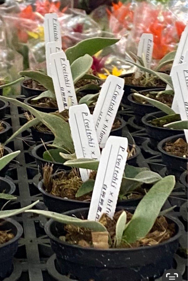 白霍克3 吋盆2024/1月白霍克鹿角蕨|P.white hawk|白沃克|白鷹|側芽販售|鹿角蕨|whitehawk|白霍克實物拍攝室內植物 觀葉植物, 家具及居家用品, 園藝, 盆栽在旋轉拍賣