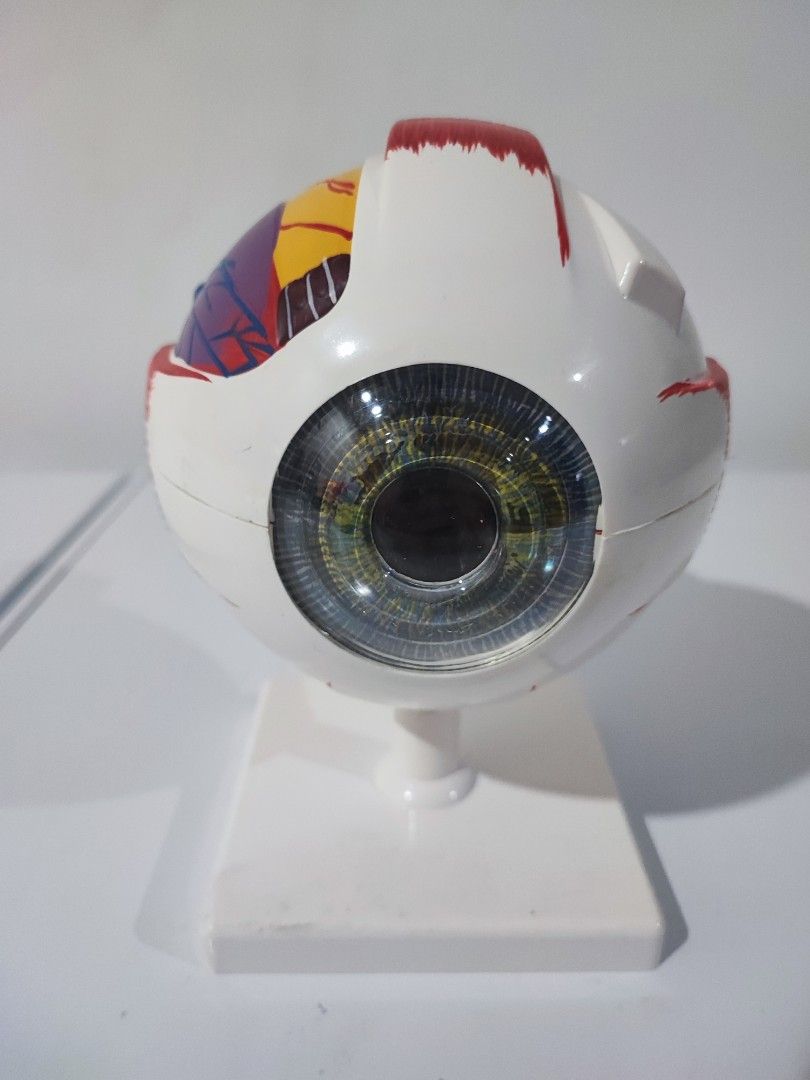 Eye Ball model, Health & Nutrition, Medical Supplies & Tools on Carousell
