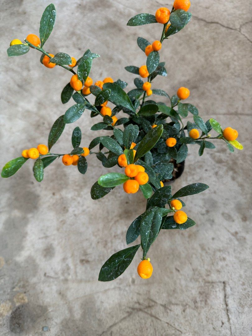 Fortunella, Furniture & Home Living, Gardening, Plants & Seeds on Carousell