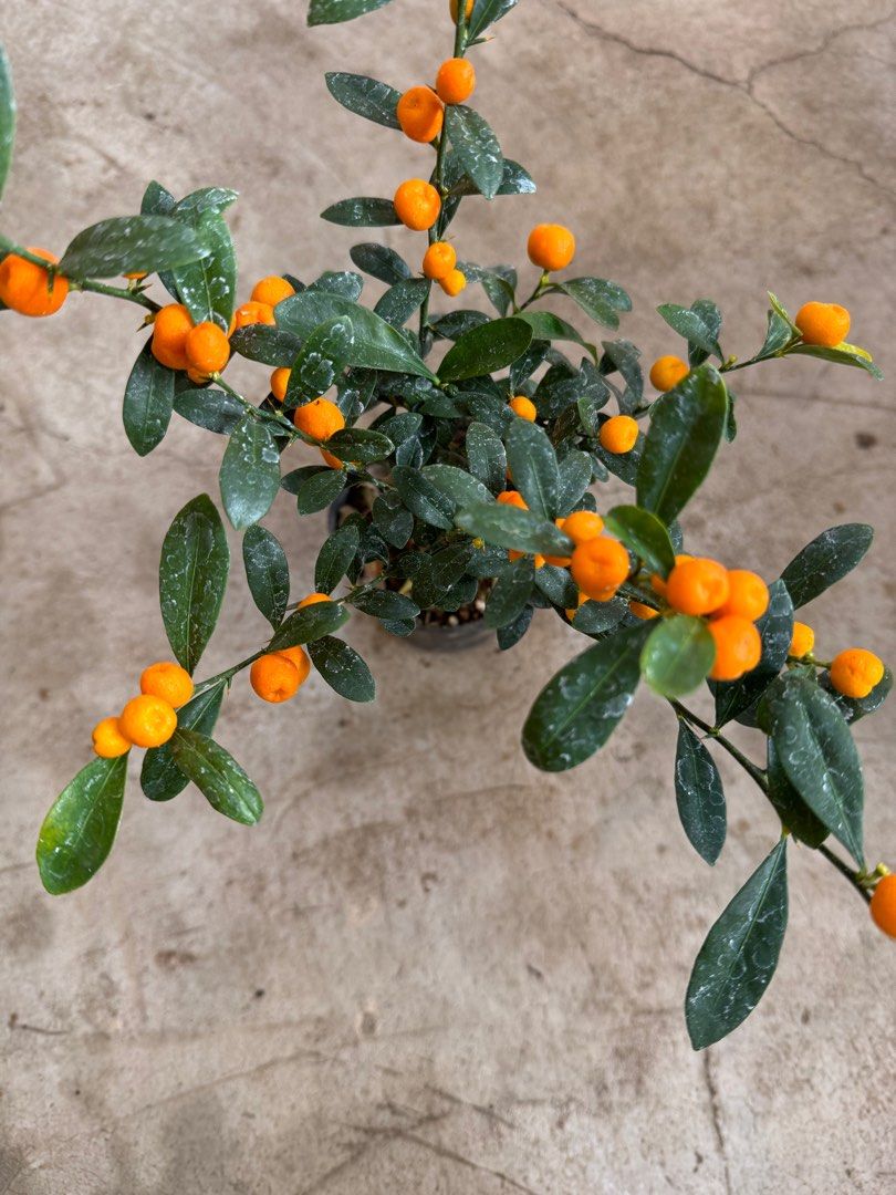 Fortunella, Furniture & Home Living, Gardening, Plants & Seeds on Carousell