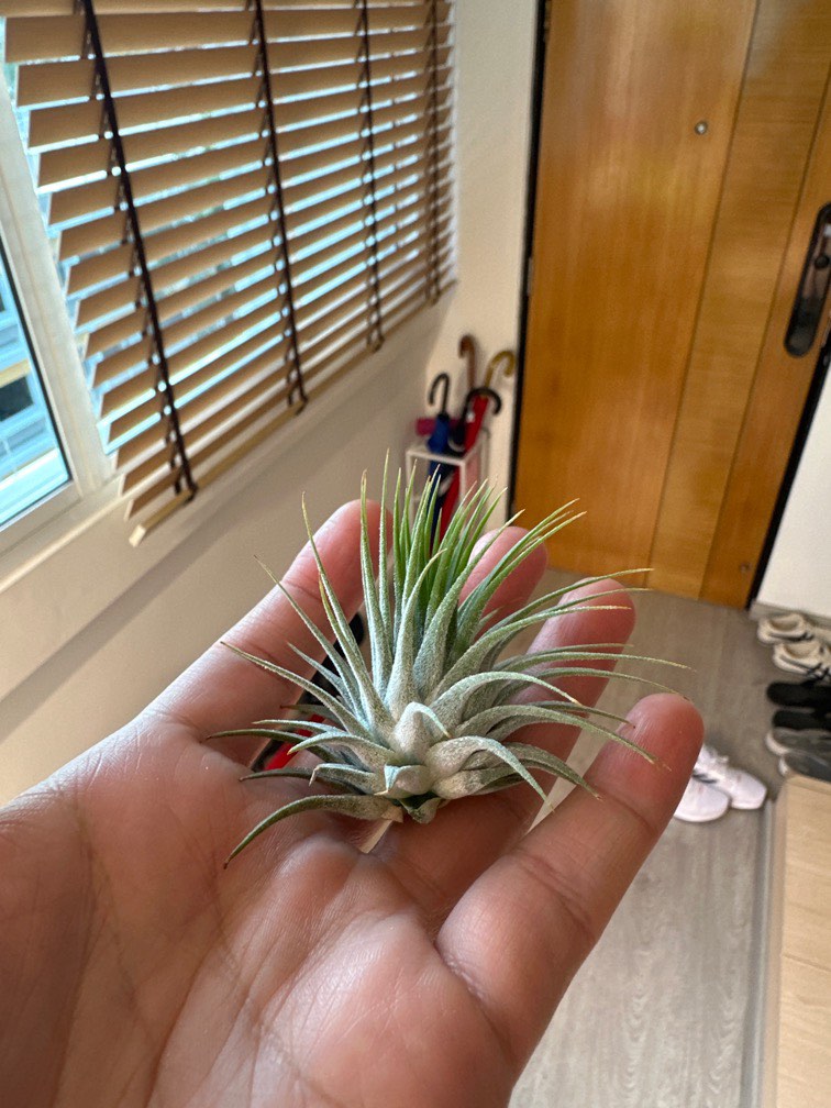 Tillandsia ionantha penito air plant, Furniture & Home Living ...