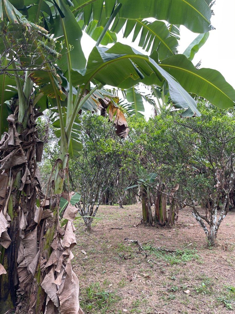 Farm Land with Vacation House and Bahay Kubo for Sale, Property, For ...