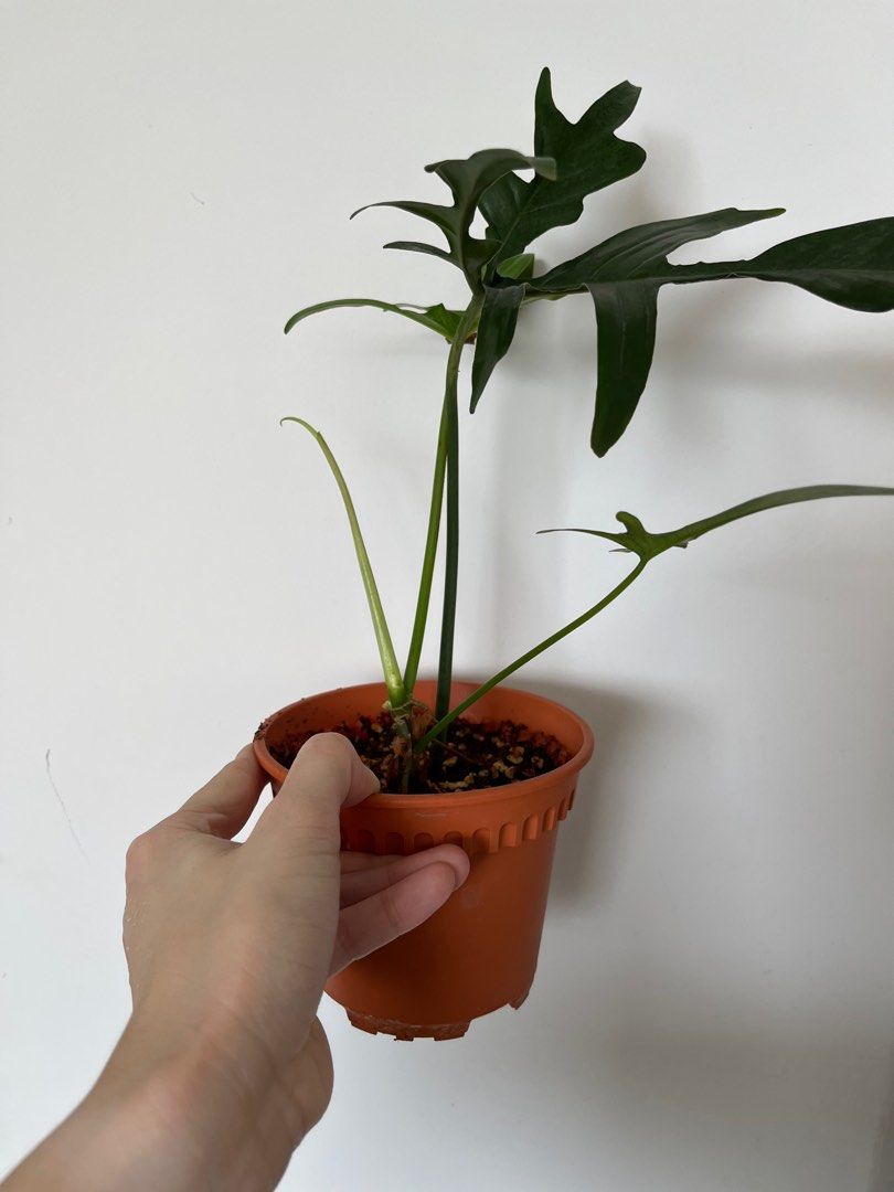 Philodendron Glad Hands Quericifolium, Furniture & Home Living ...