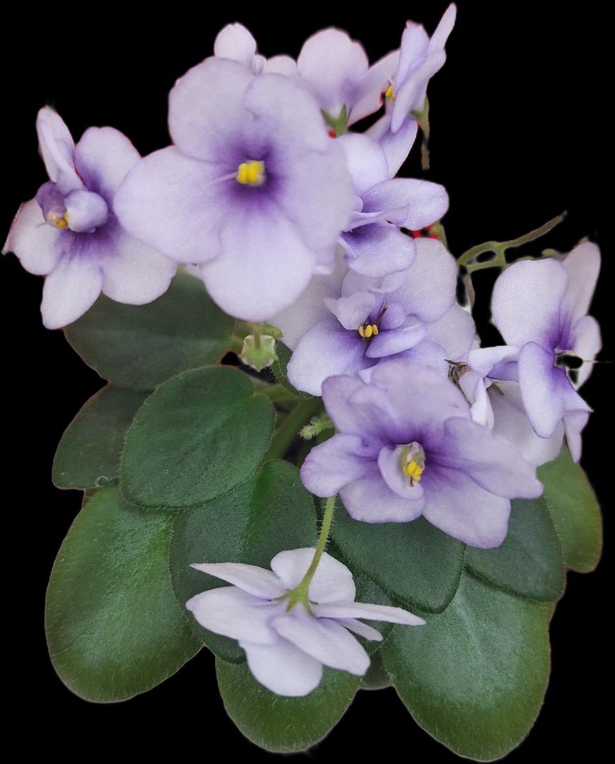 非洲堇葉片_Rob's Penny Ante, 家具及居家用品, 園藝, 植物及種子在旋轉拍賣