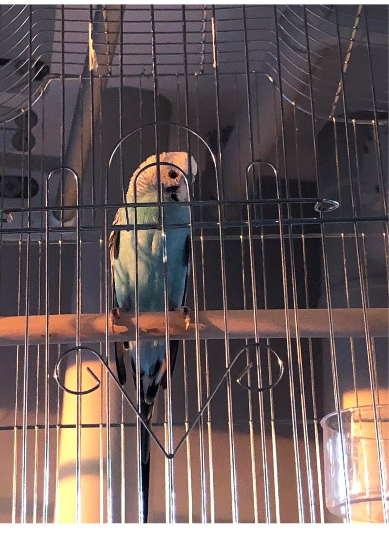 Bird cage, Pet Supplies, Homes & Other Pet Accessories on Carousell