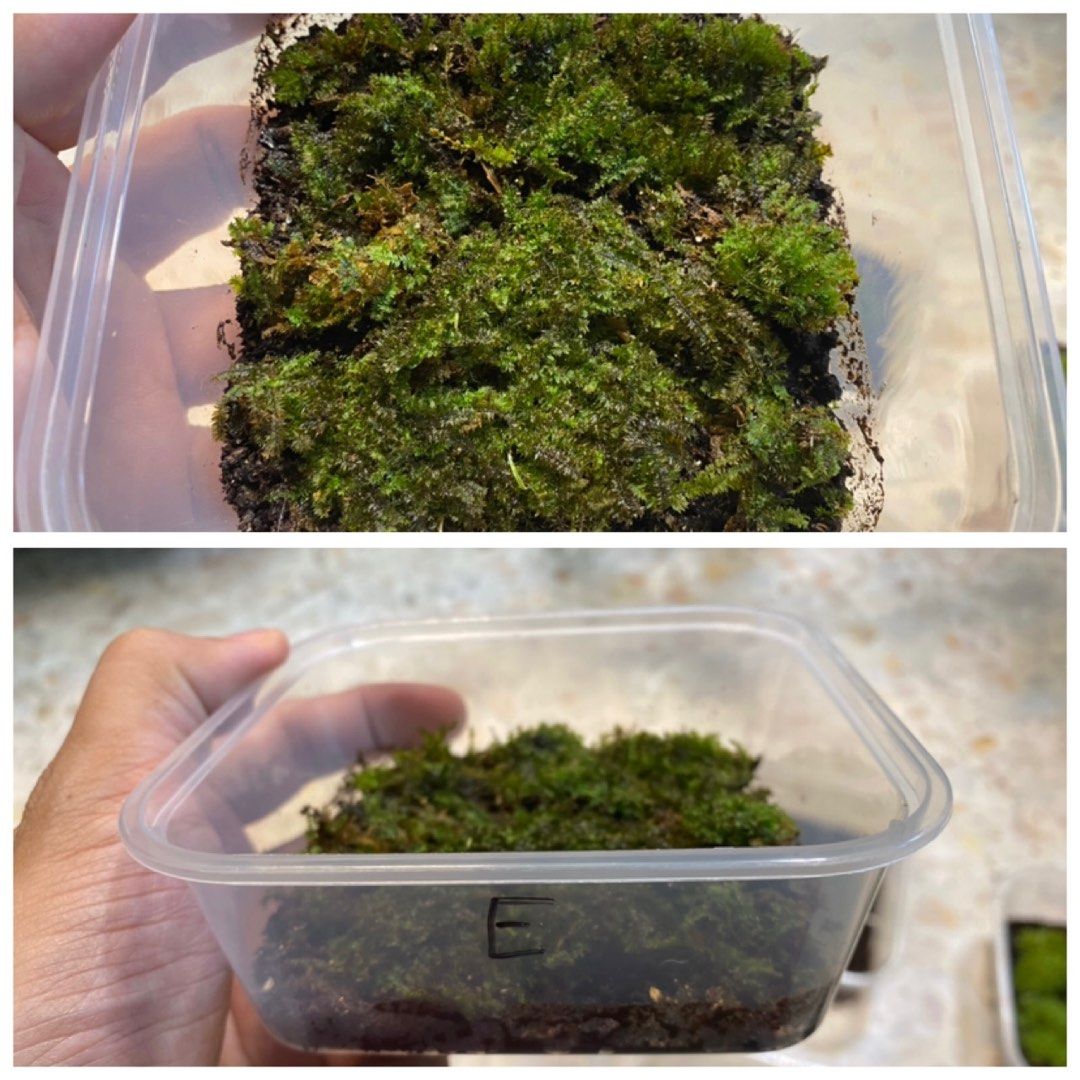 Moss (land terrarium type), Furniture & Home Living, Gardening, Plants ...