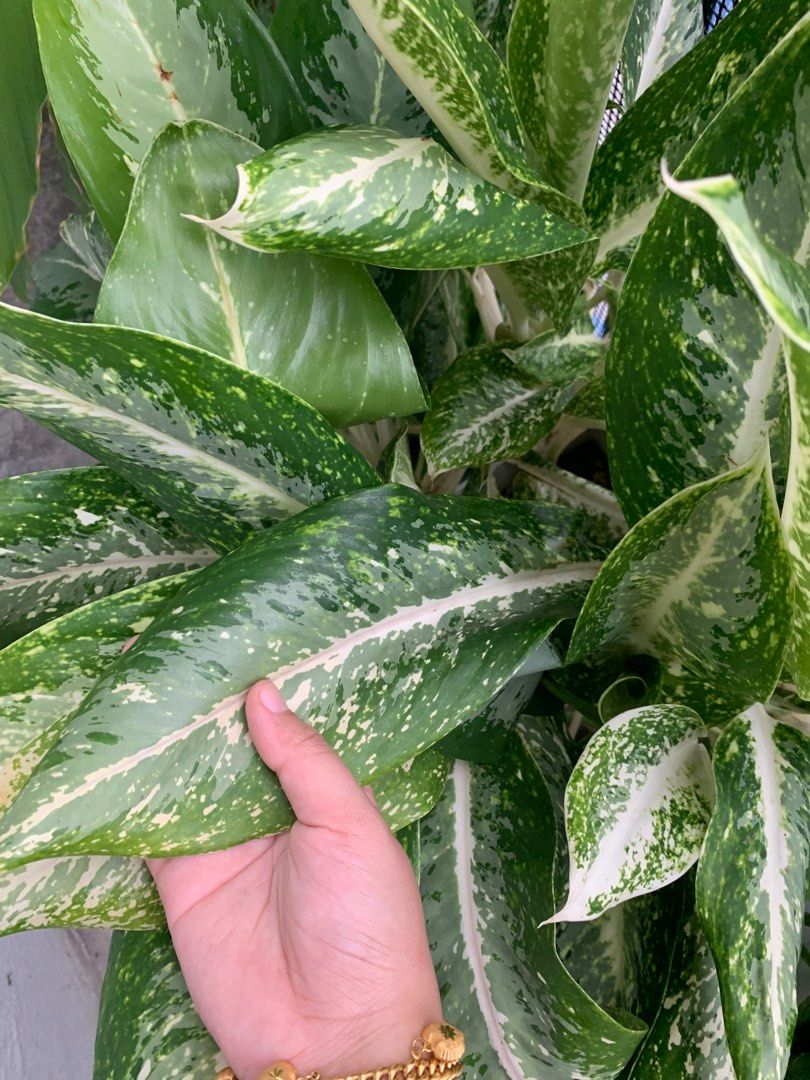 Pelbagai jenis anak pokok (Akan letak dalam pasu kecik seperti gambar ...