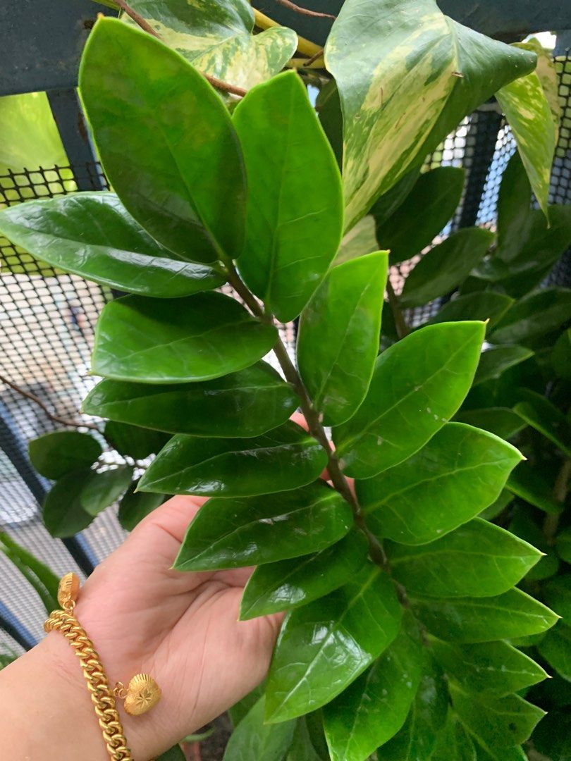 Pelbagai jenis anak pokok (Akan letak dalam pasu kecik seperti gambar ...