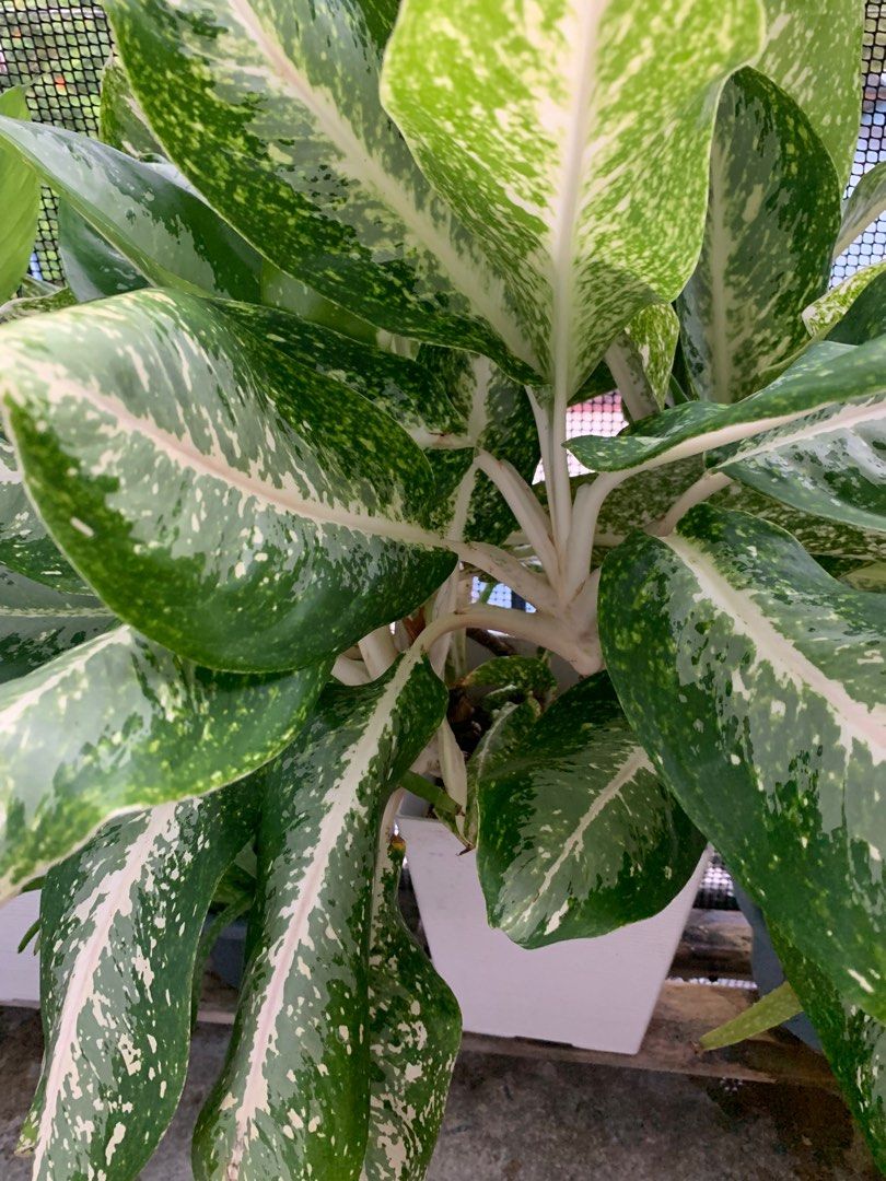 Pelbagai jenis anak pokok (Akan letak dalam pasu kecik seperti gambar ...