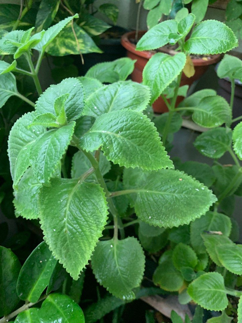 Pelbagai jenis anak pokok (Akan letak dalam pasu kecik seperti gambar ...