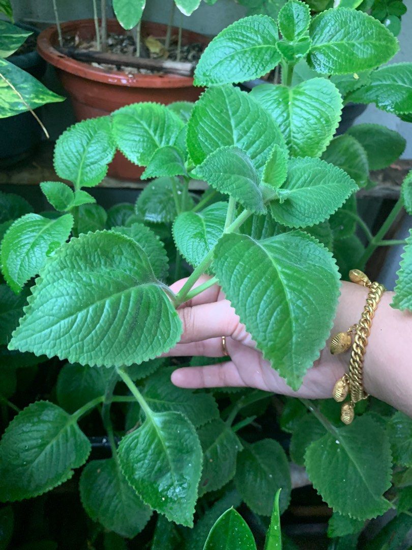 Pelbagai jenis anak pokok (Akan letak dalam pasu kecik seperti gambar ...