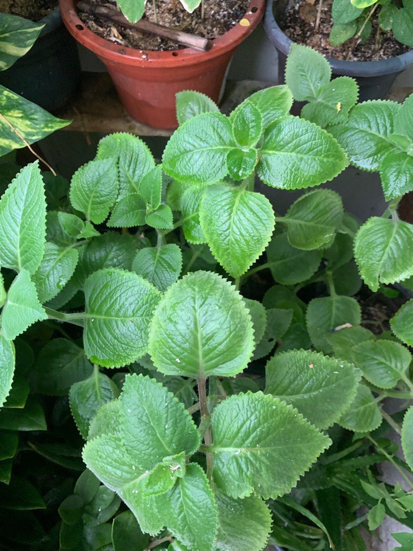 Pelbagai jenis anak pokok (Akan letak dalam pasu kecik seperti gambar ...