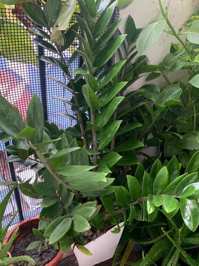 Pelbagai jenis anak pokok (Akan letak dalam pasu kecik seperti gambar ...