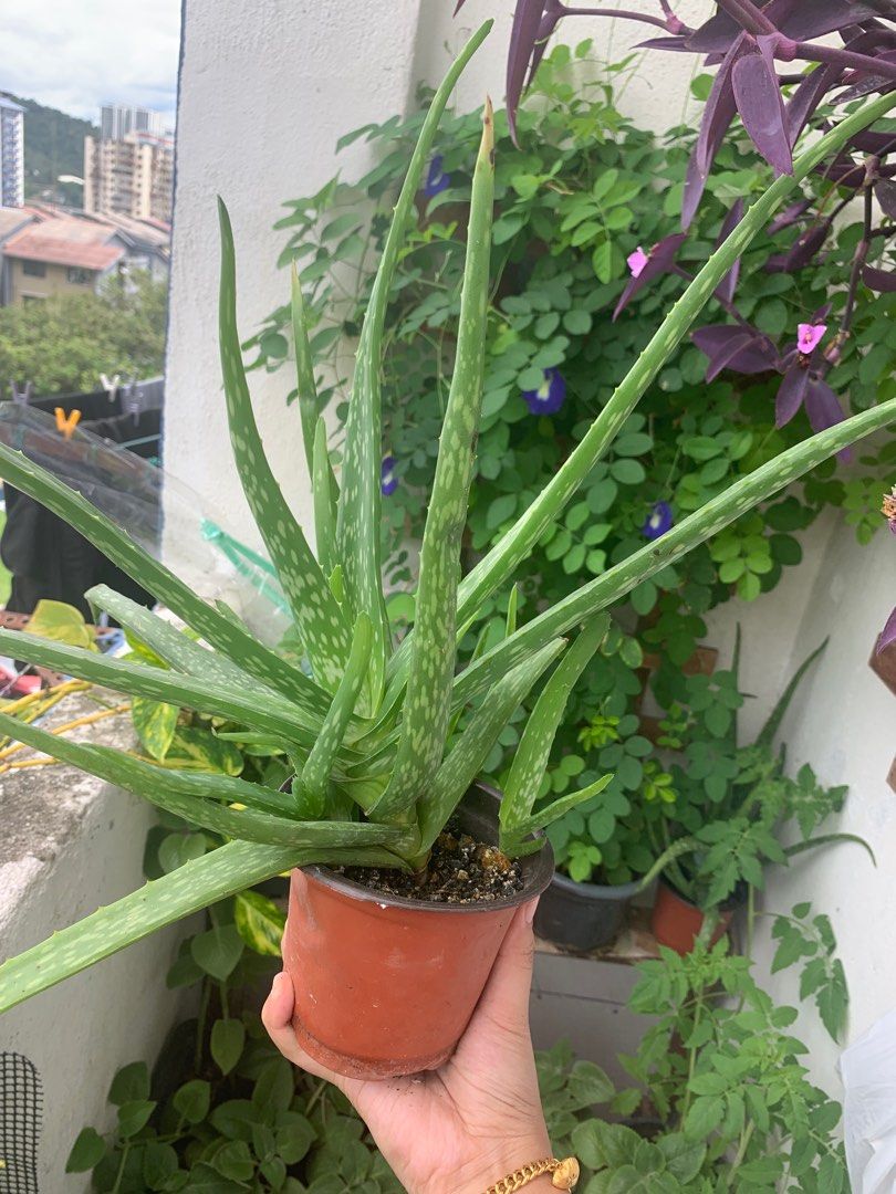 Pelbagai jenis anak pokok (Akan letak dalam pasu kecik seperti gambar ...