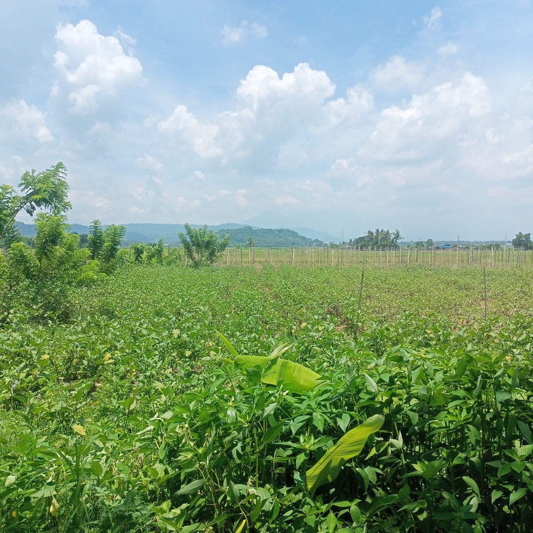 Agricultural Farm Lot for Sale (Lumban Laguna), Property, For Sale, Lot ...