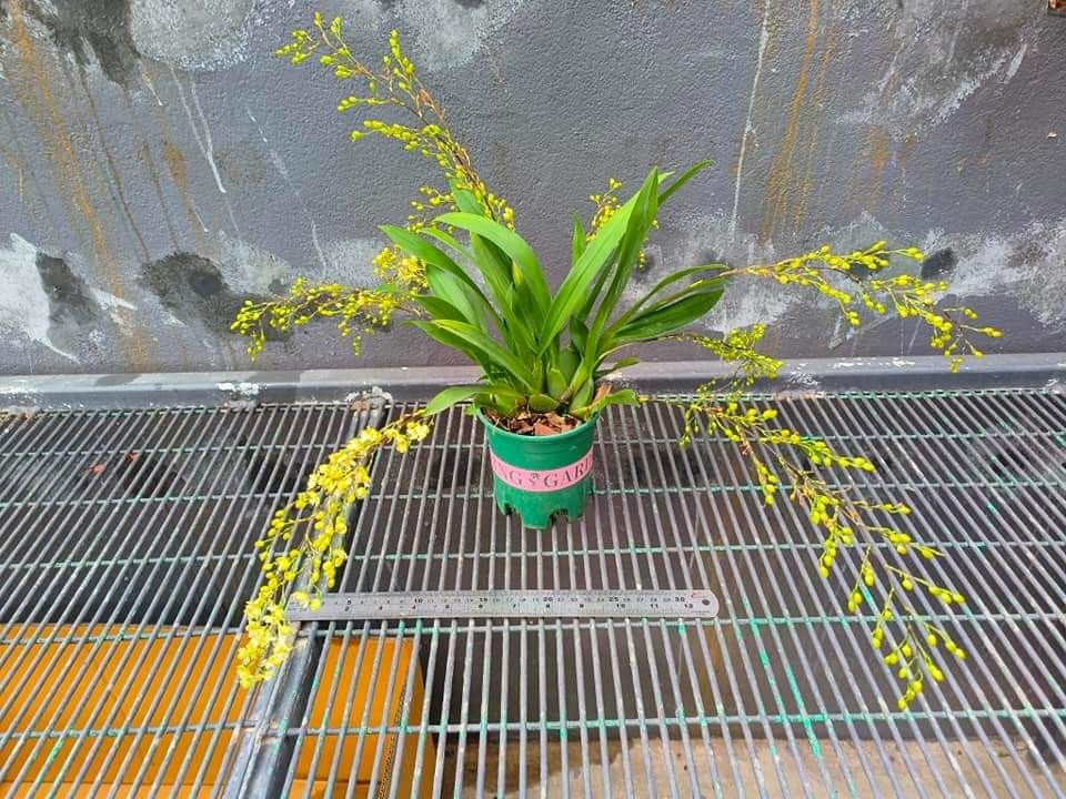 Oncidium Twinkle yellow, Furniture & Home Living, Gardening, Plants ...