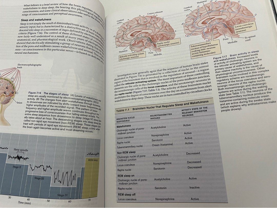 Principles of cognitive neuroscience, 興趣及遊戲, 書本 & 文具, 教科書 - Carousell