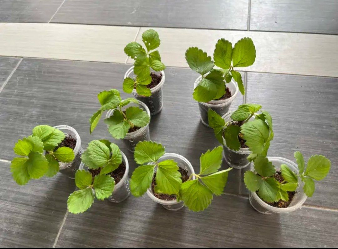 Strawberry baby plant/ Anak Pokok Strawberry, Furniture & Home Living ...