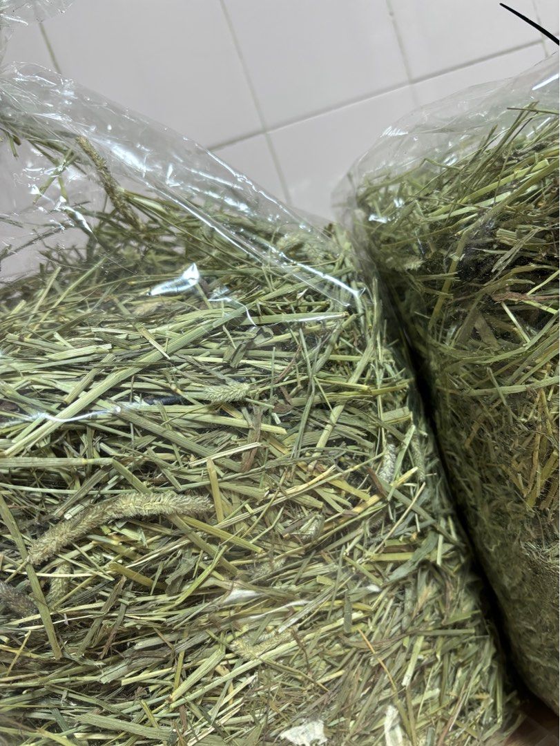 1KG SECOND CUT FRESH TIMOTHY HAY / 500G ORCHARD GRASS HAY FOR BUNNIES ...