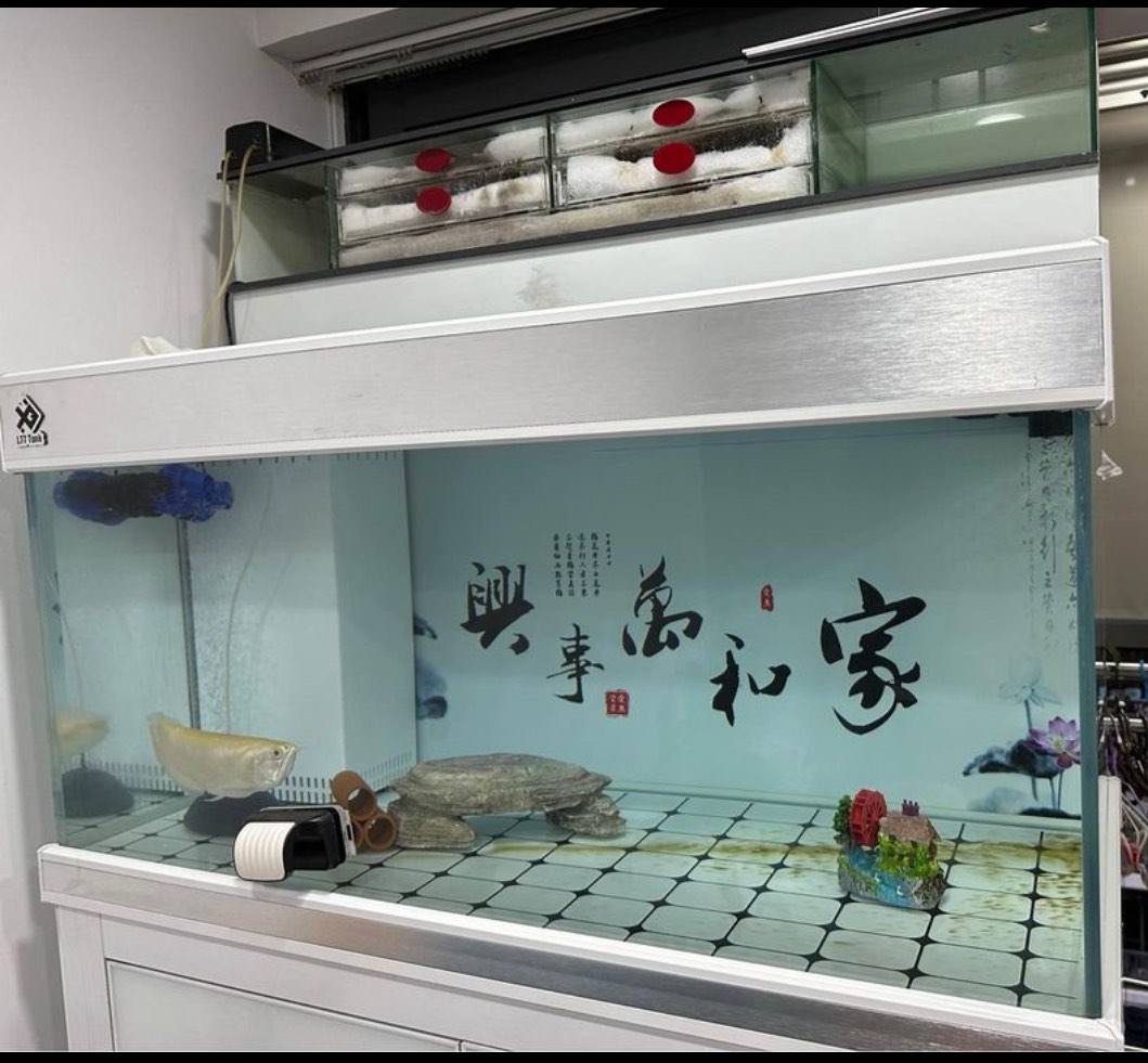 2 tier fish tank 4x2x2 including fish, Pet Supplies, Homes & Other Pet ...