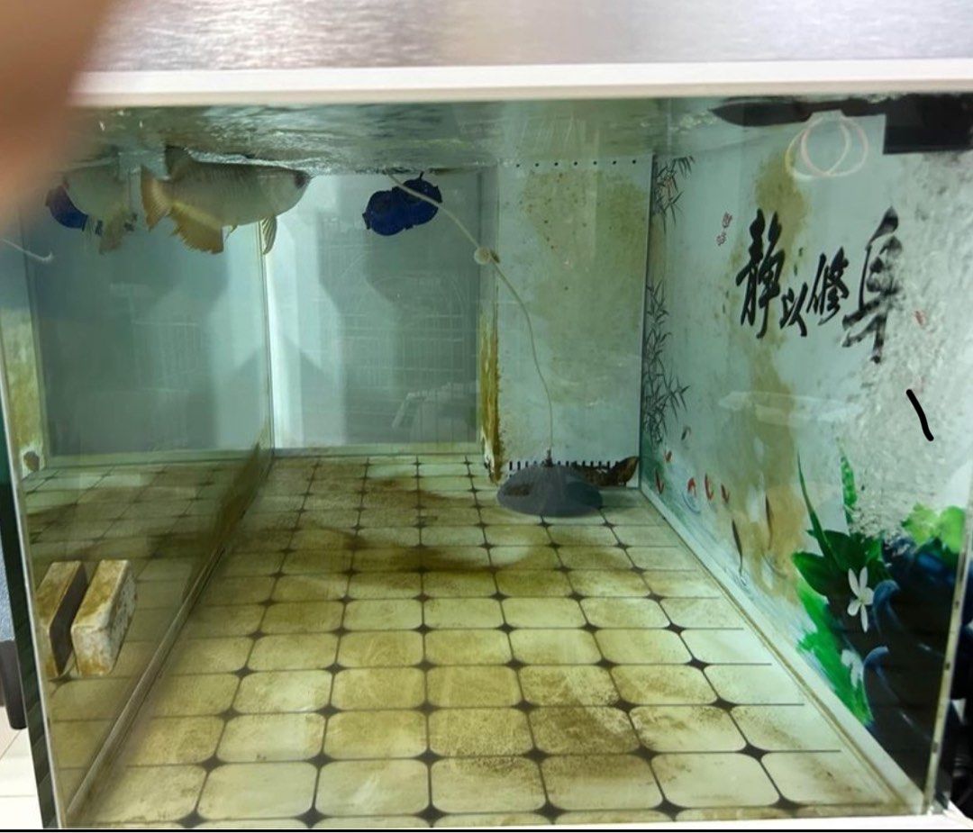2 tier fish tank 4x2x2 including fish, Pet Supplies, Homes & Other Pet ...