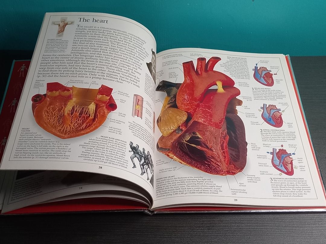 Human Body Book Eyewitness Science By Steve Parker Dorling Kindersley ...