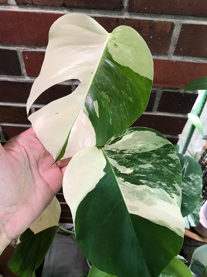 Monstera borsi albo Variegated, Furniture & Home Living, Gardening ...