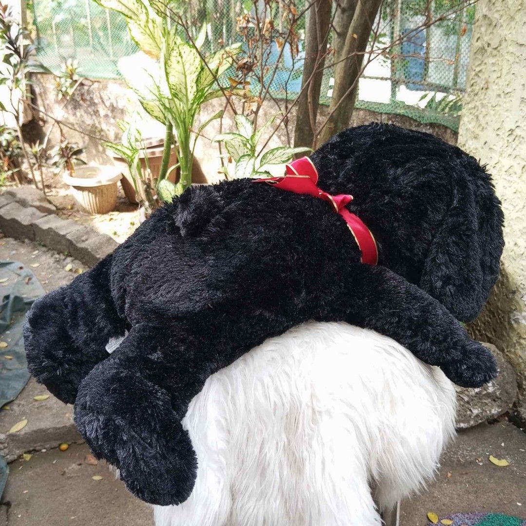 Rare Black SNOOPY 2020 Peanuts Worldwide Plush Toy, Hobbies & Toys ...