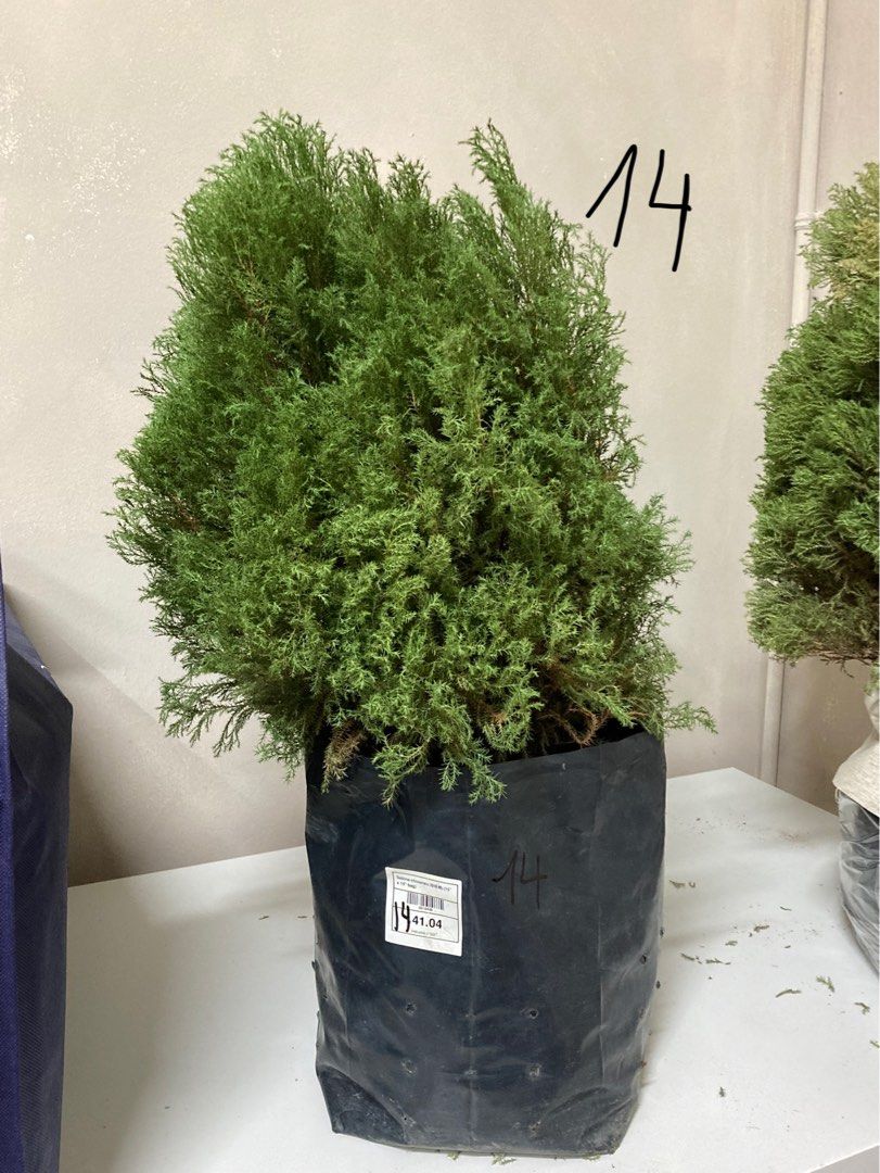 Sabina juniperus chinensis pine, Furniture & Home Living, Gardening ...