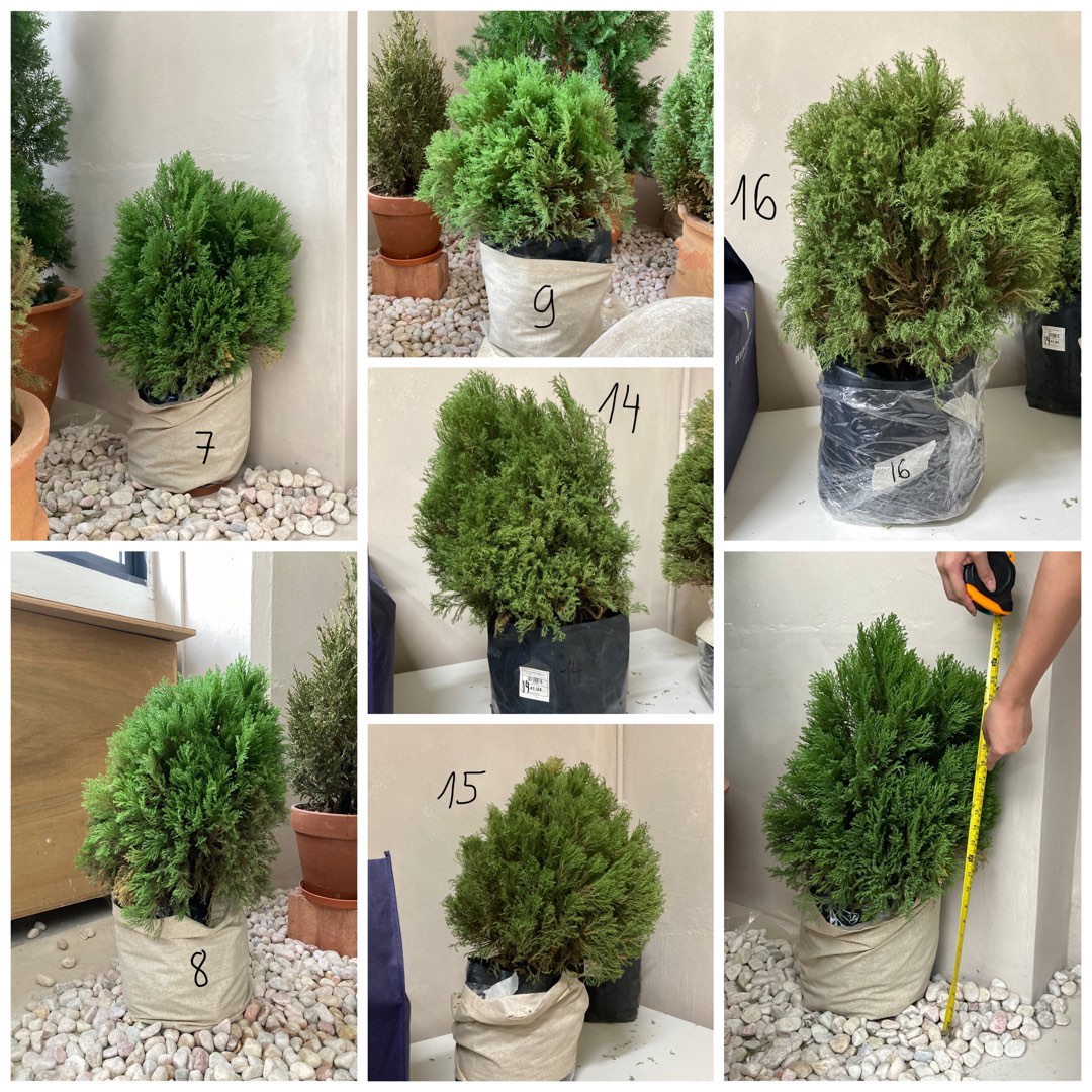 Sabina juniperus chinensis pine, Furniture & Home Living, Gardening ...