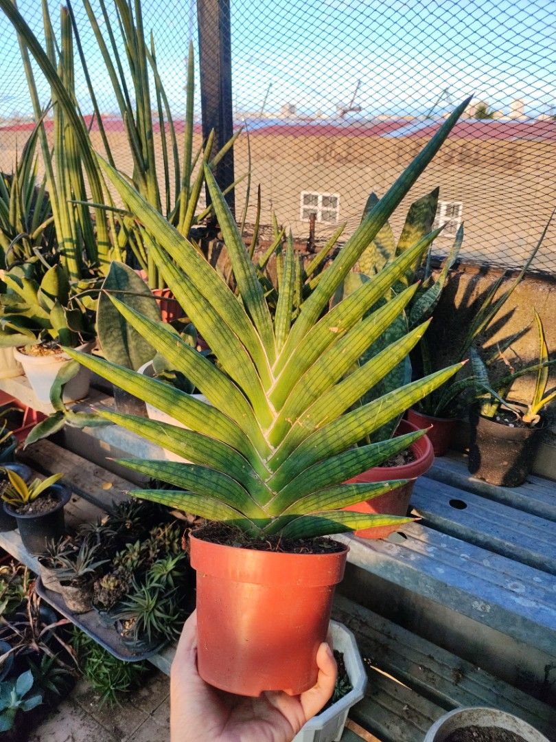 Sanseveria 'Motumo Kenya' (Live plant) Snakeplant, Furniture & Home ...