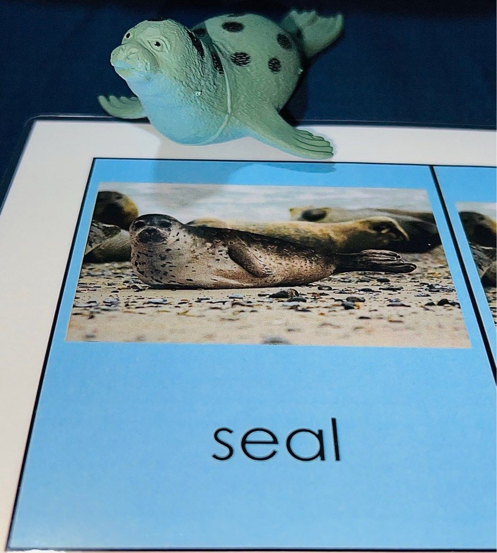 Jumbo Set Montessori Underwater Creatures, Hobbies & Toys, Toys & Games ...