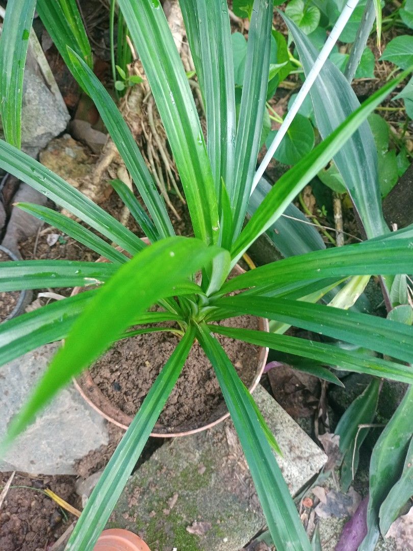 Pandan plants, Furniture & Home Living, Gardening, Plants & Seeds on ...